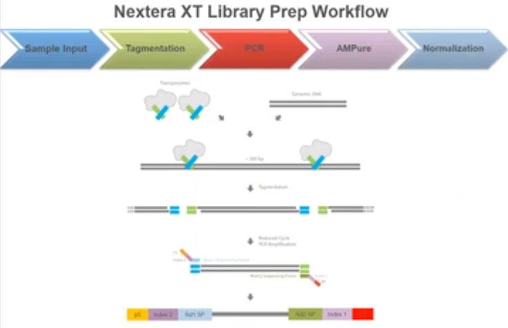Nextera XT DNA Library Prep Kit | Sequence small genomes, plasmids, cDNA